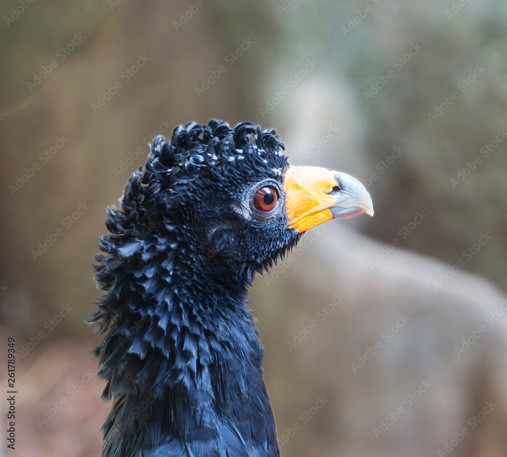 Black curassow. Black (crested) curassaw. It is a large bird, almost ...