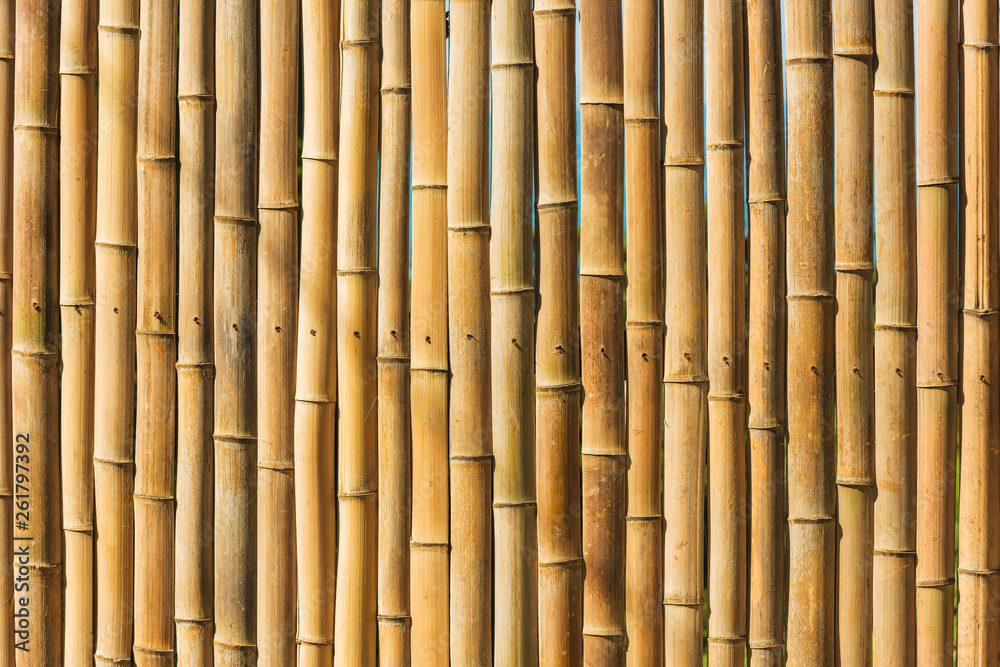 Texture of bamboo fence. Walk in the Botanical garden in Batumi. Rest ...