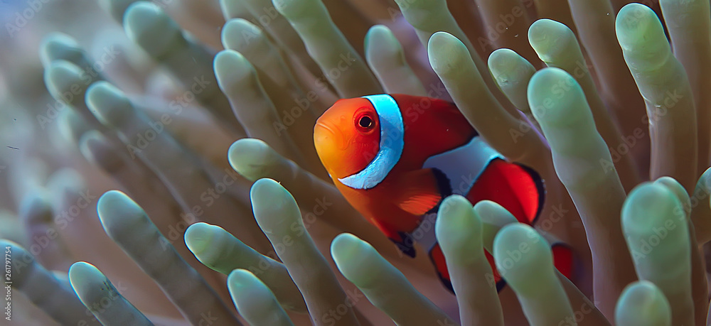 clown fish coral reef / macro underwater scene, view of coral fish ...