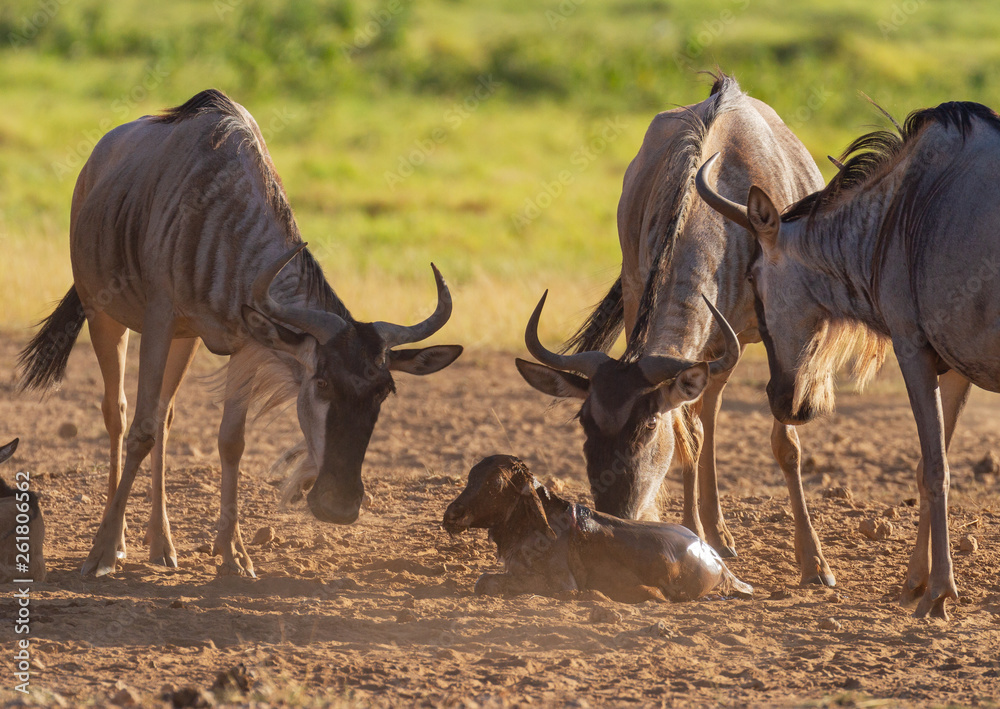 Baby Gnu