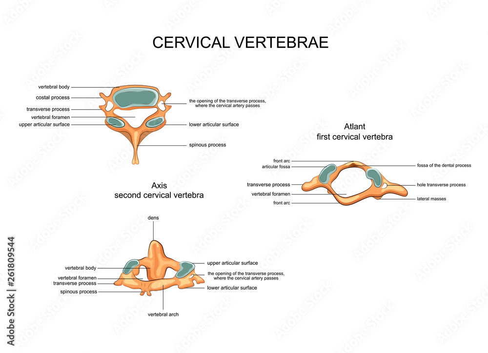 anatomy of cervical vertebrae Stock Vector | Adobe Stock