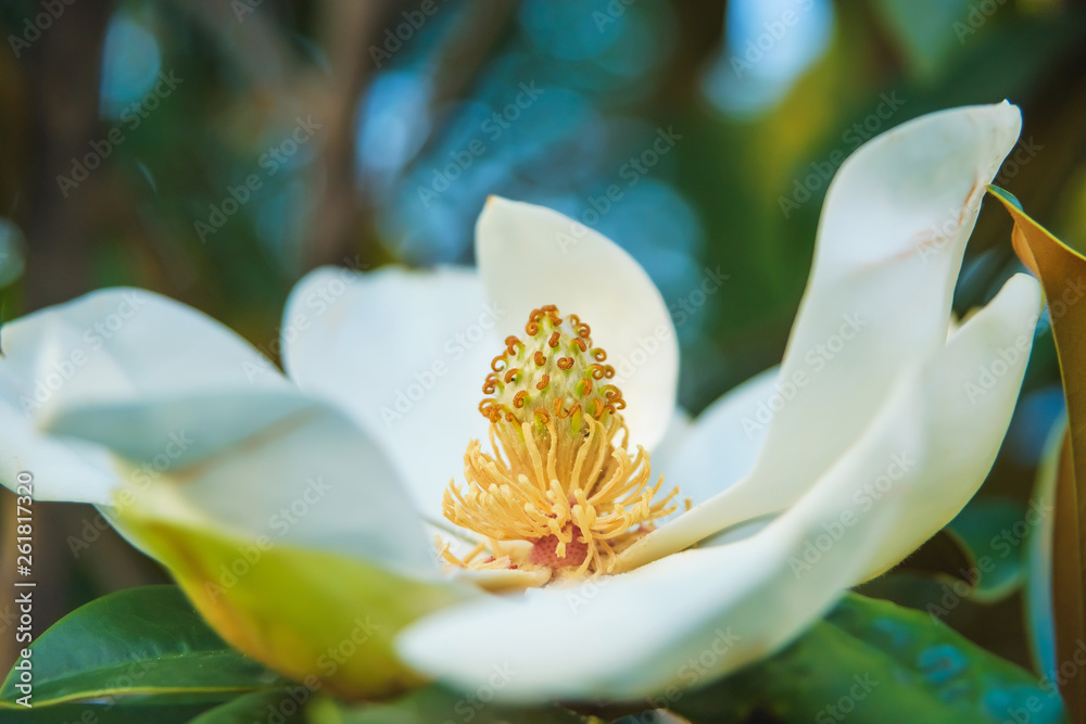 Classic magnolia tree. Magnolia grandiflora flower close up. Flowering ...