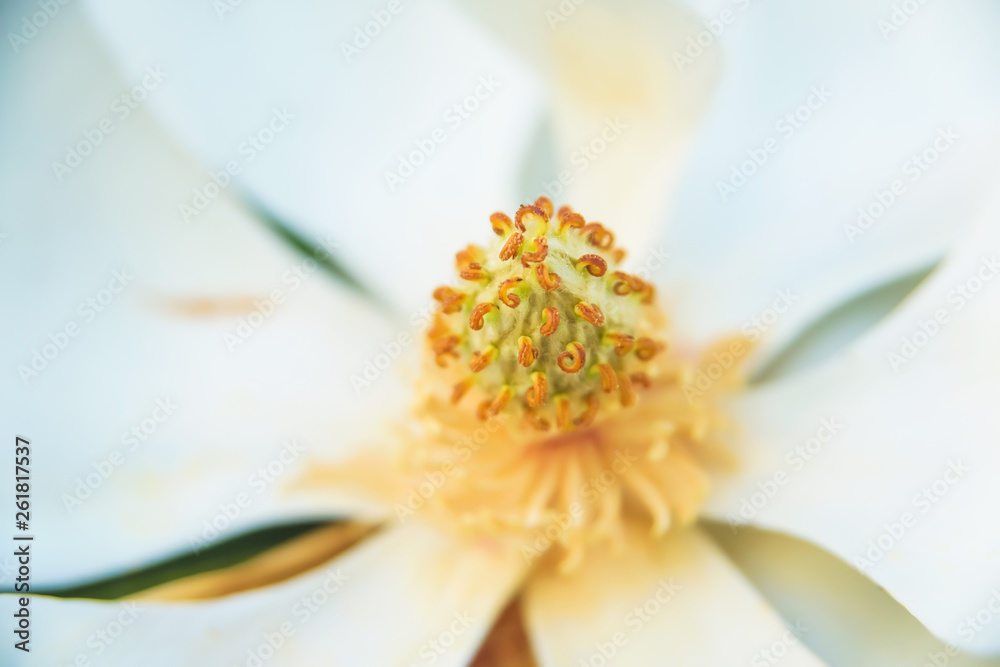 Classic magnolia tree. Magnolia grandiflora flower close up. Flowering ...