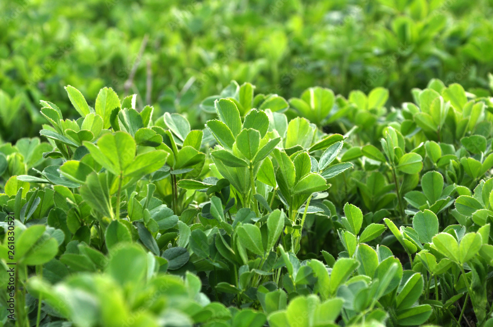 Young Alfalfa Plant
