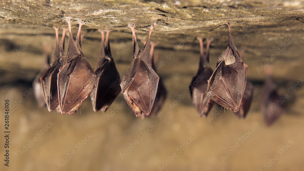 Close up group of small sleeping horseshoe bat covered by wings ...