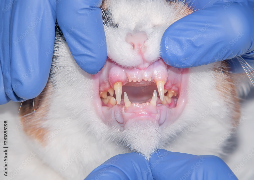 Cat Front Teeth Missing