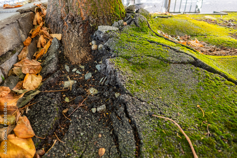 Old tree growing and cracking concrete pavement Stock Photo | Adobe Stock