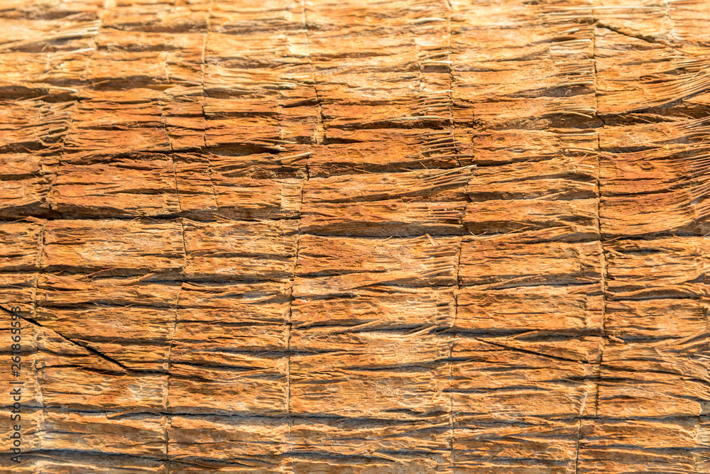 Texture of palm bark macro. Palm tree large trunk detailed structure ...