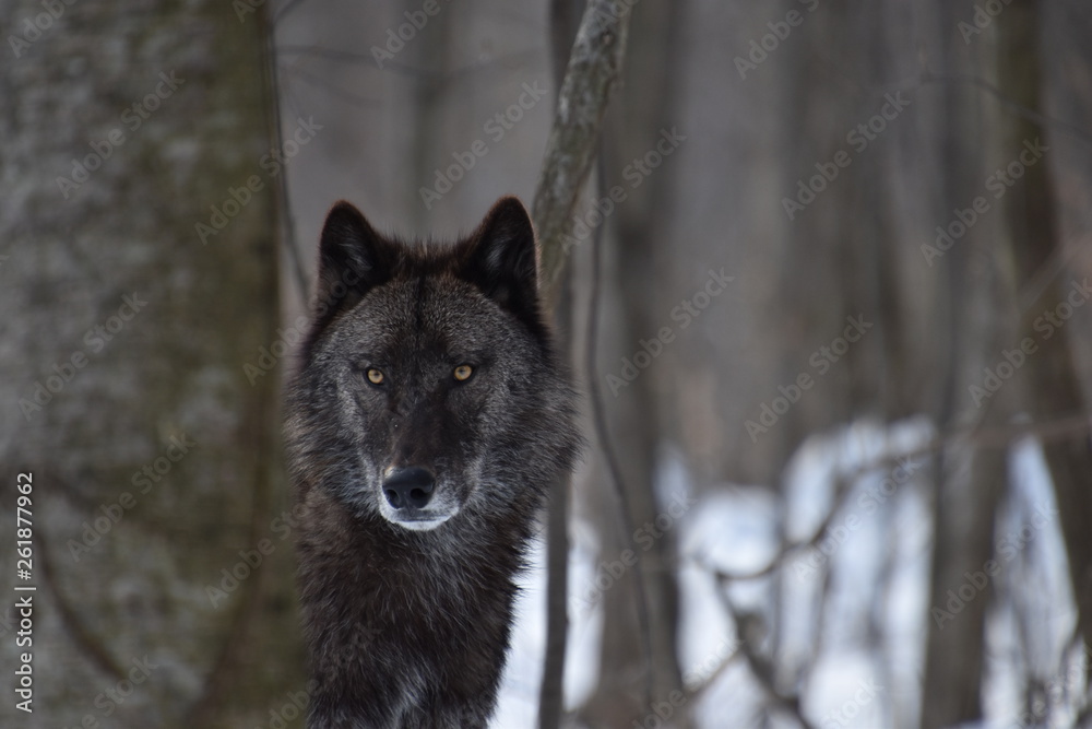 British Columbian Wolf