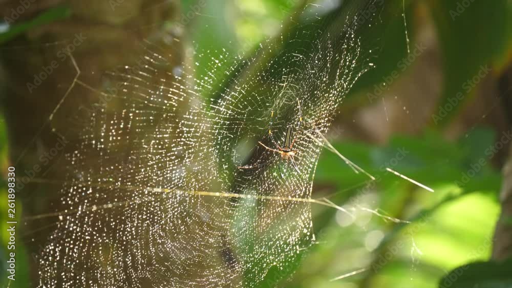 Vidéo Stock Spider web coated with water after rain shines in the ...