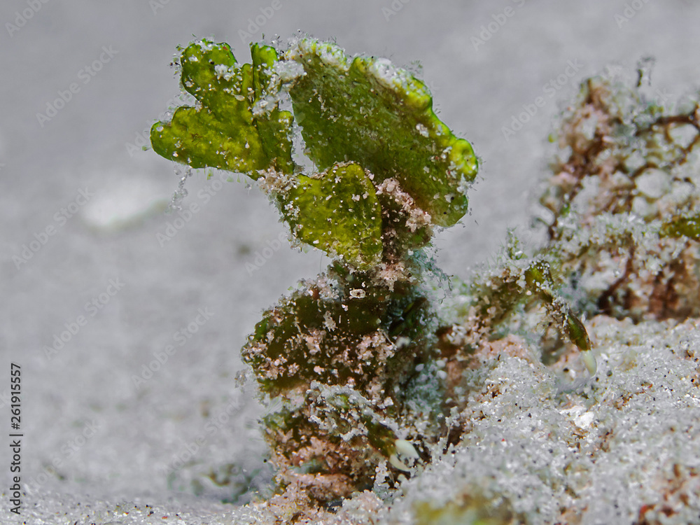 Foto de Underwater close-up photography of a halimeda algae crab (Pulau ...