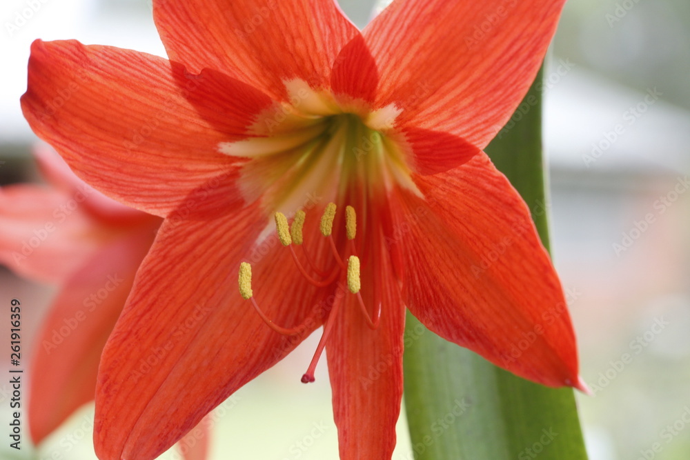 Foto Stock estas son diferentes tipos de flores ,fotos tomadas en ...