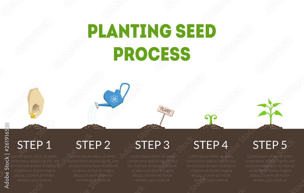 Planting Seed Process Banner, Stages of Growth of Plant from Seed ...