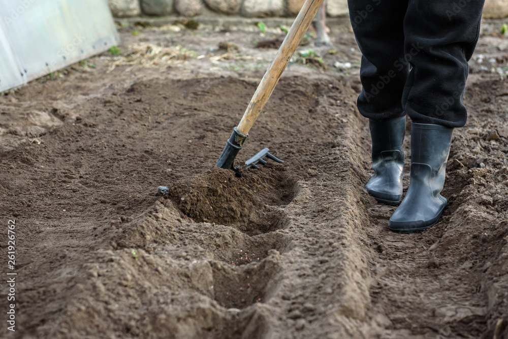 Potato tubers planting into the ground in early spring. Farmer working ...