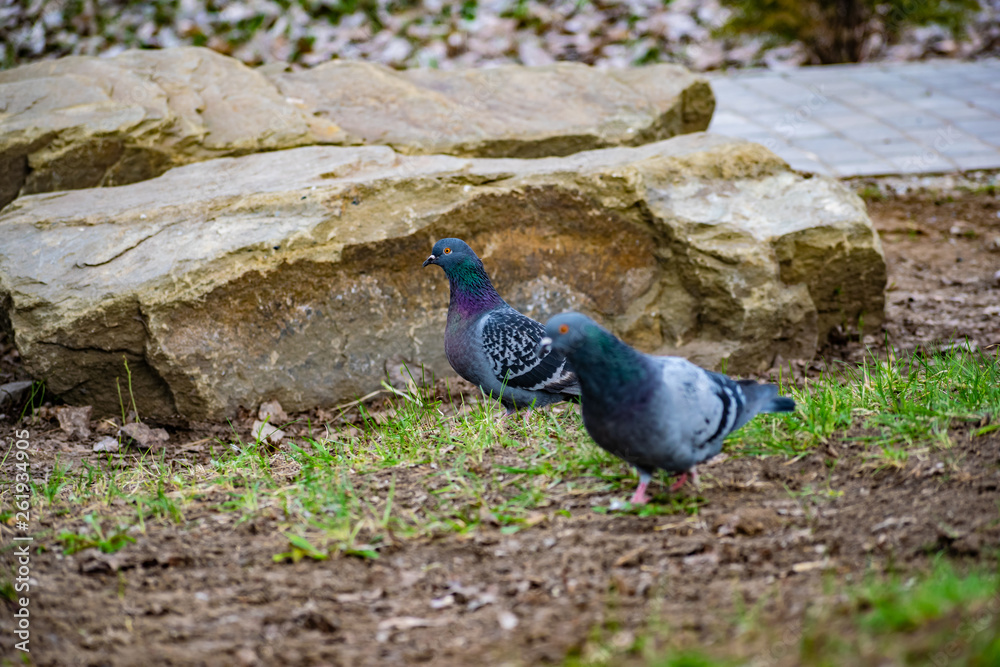 Beautiful and colorful dove. Blue bird of the pigeon family. Walks in ...