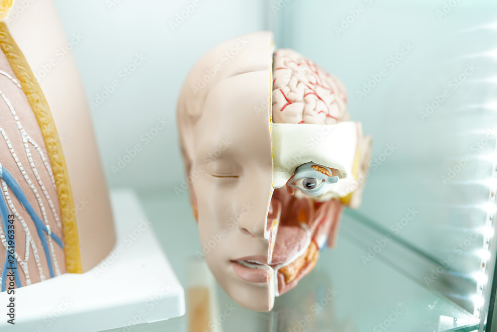 human skull model Anatomy on light background.Part of human face model ...