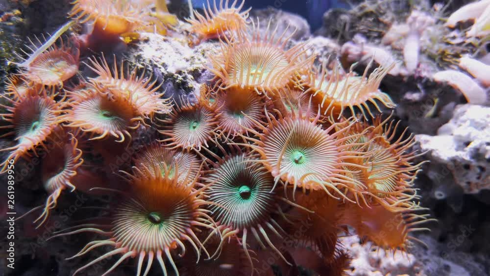 Button zoanthids soft corals and hard corals on sea bottom. Seabed with ...
