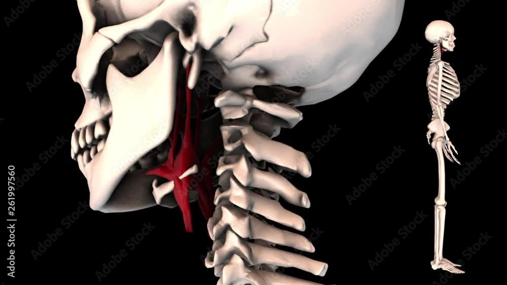 Muscle of pharynx-real color-3D HUMAN MUSCLE ATLAS Stock 비디오 | Adobe Stock