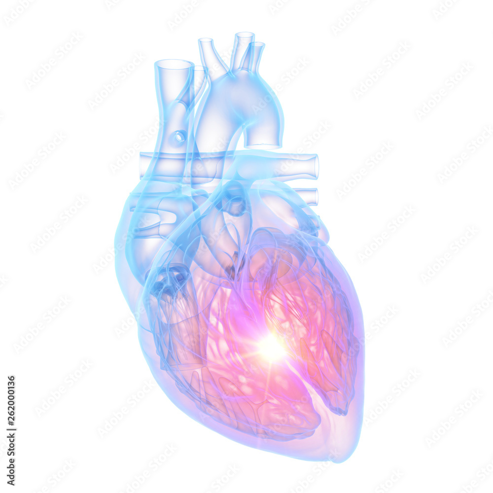 3d rendered medically accurate illustration of a human heart Stock ...