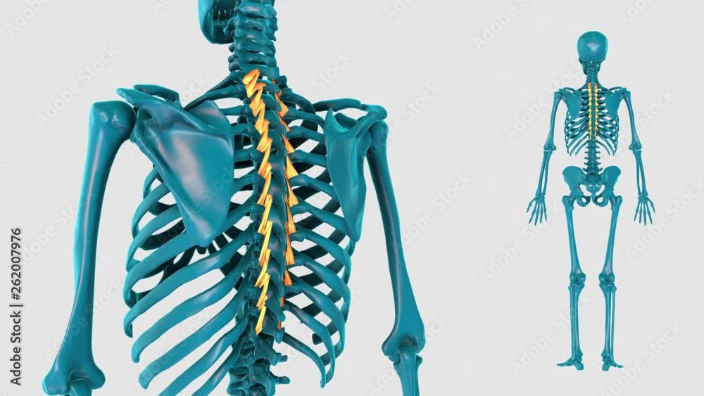 Thoracic rotator-on a white background-3D HUMAN MUSCLE ATLAS Stock ...