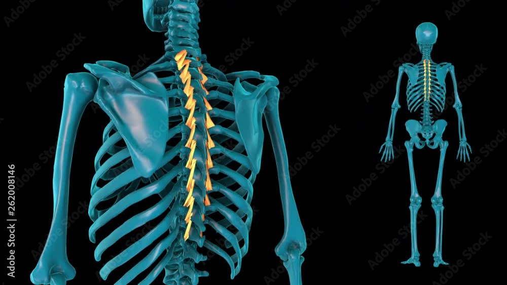 Thoracic rotator--3D HUMAN MUSCLE ATLAS vídeo de Stock | Adobe Stock