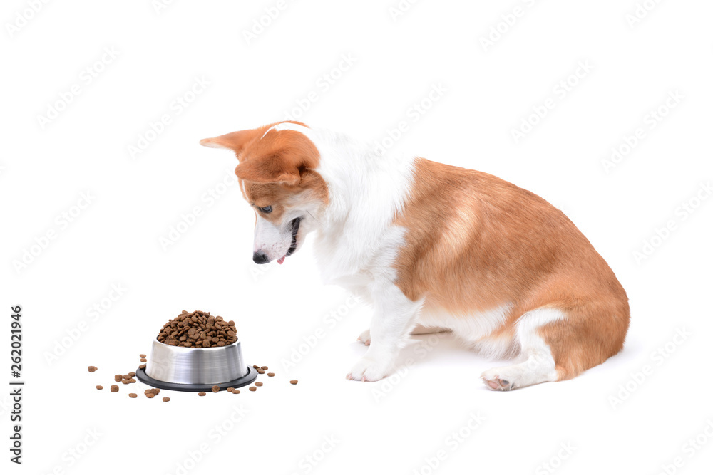 corgi with food Stock Photo | Adobe Stock