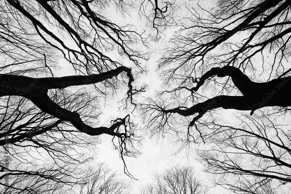 Abstract Tree Photography