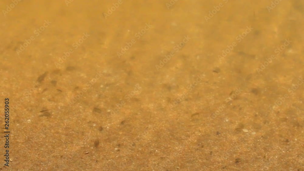 Warm shallow water and marine life, littoral. Myriad crustaceans on ...