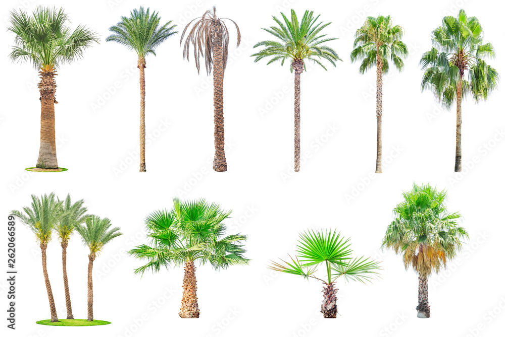 Collection of palm trees isolated Stock Photo | Adobe Stock