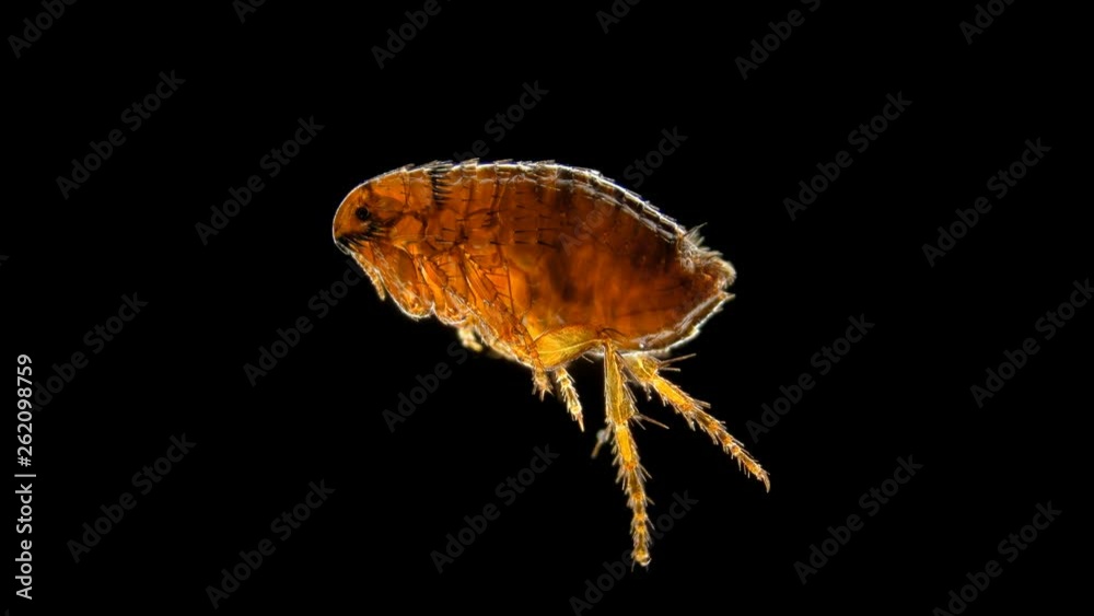 Vidéo Stock a flea under a microscope, the genus Ctenocephalides felis ...