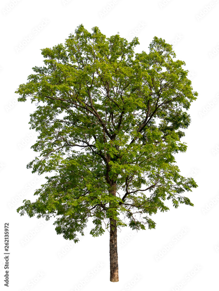 Trees isolated on white background with clipping paths for garden ...