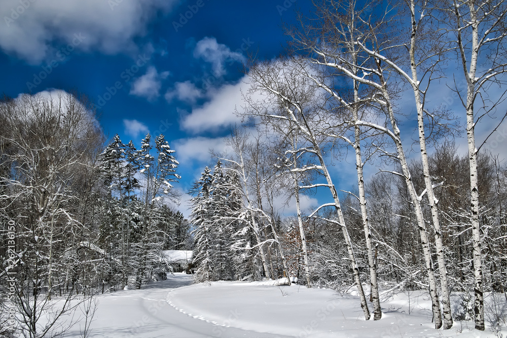 Snow In The Woods Minnesota