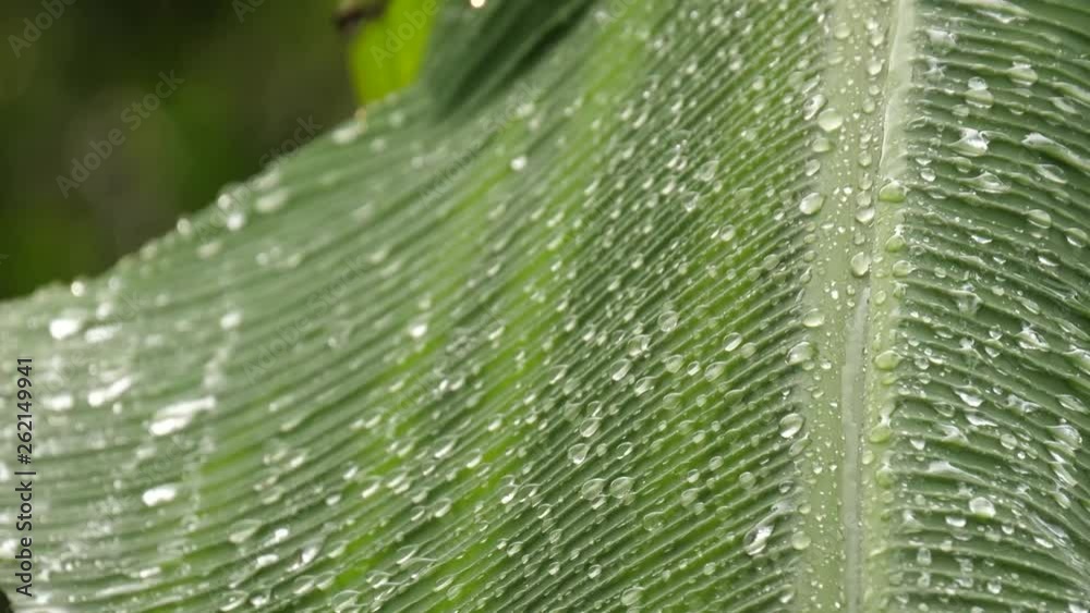 Vidéo Stock Close up of ridges and veins in a large green leaf on a ...