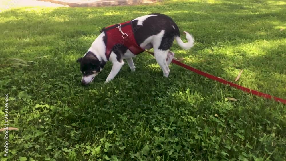 Domesticated Maltese/Rat Terrier mixed breed puppy dog in a grassy park ...