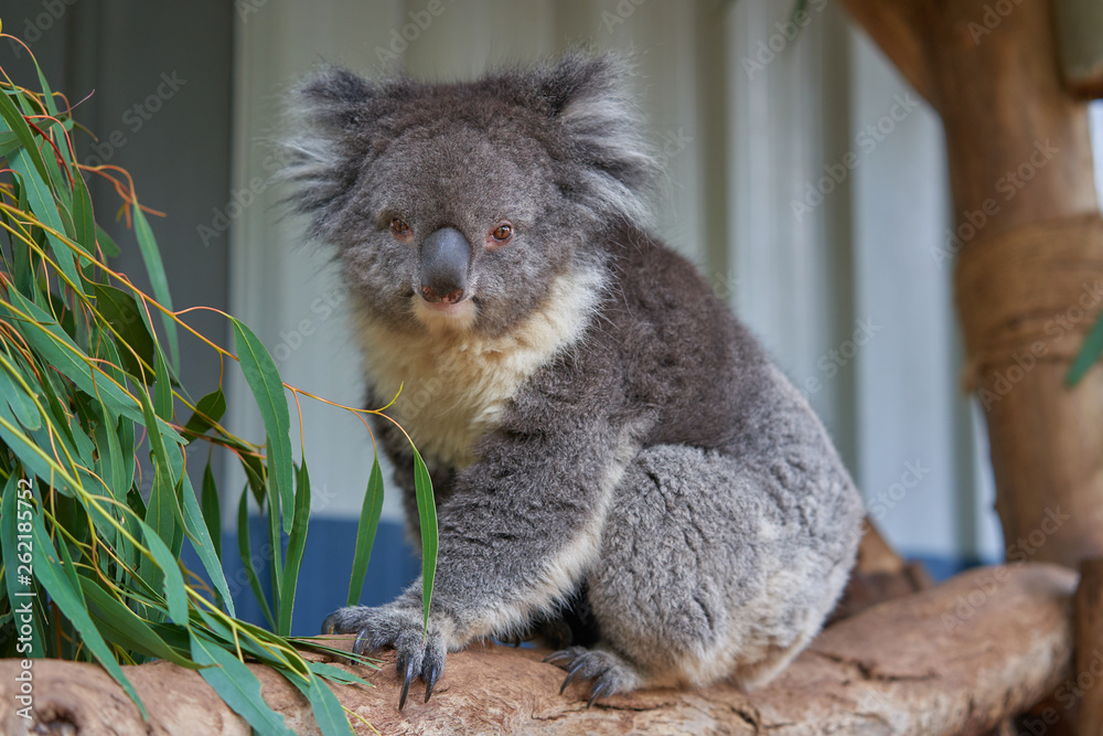 The beautiful Australian animals that are being taken care of by the ... The beautiful Australian animals that are being taken care of by the ...