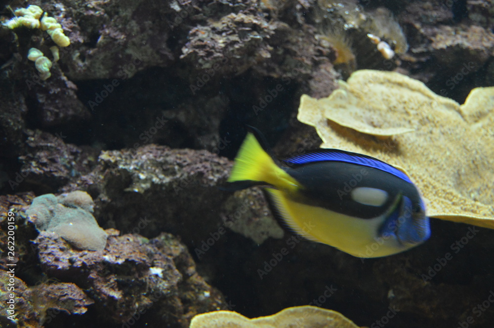 Peces del Caribe Stock Photo | Adobe Stock