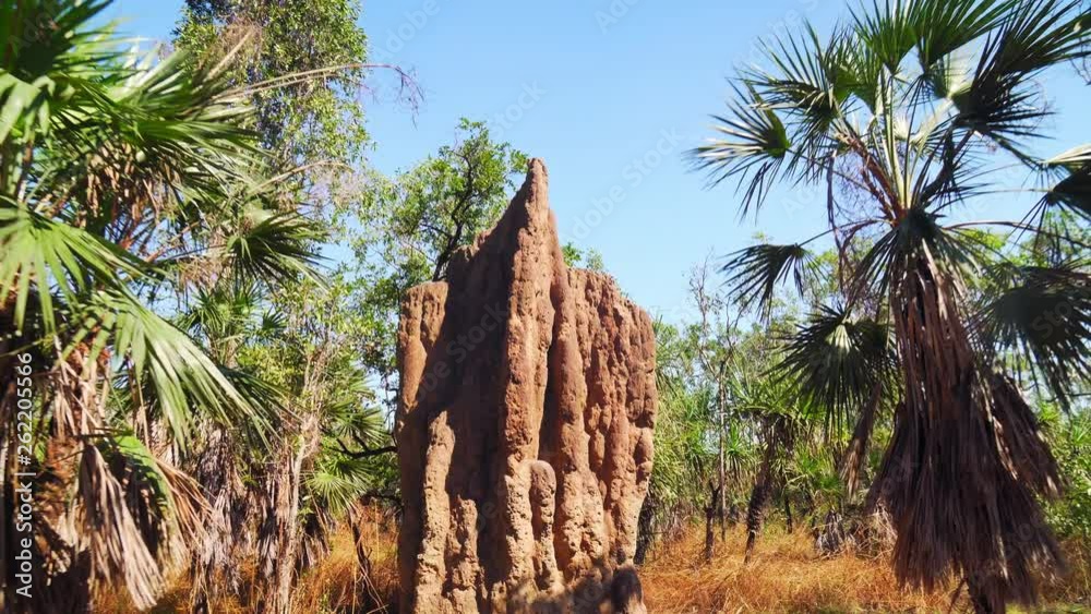 Zooming in towards a tall termite house structure, standing among ...