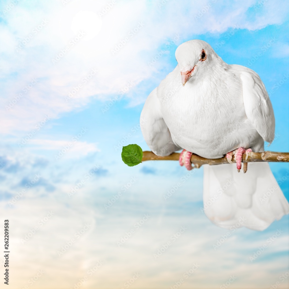 White Dove Sitting