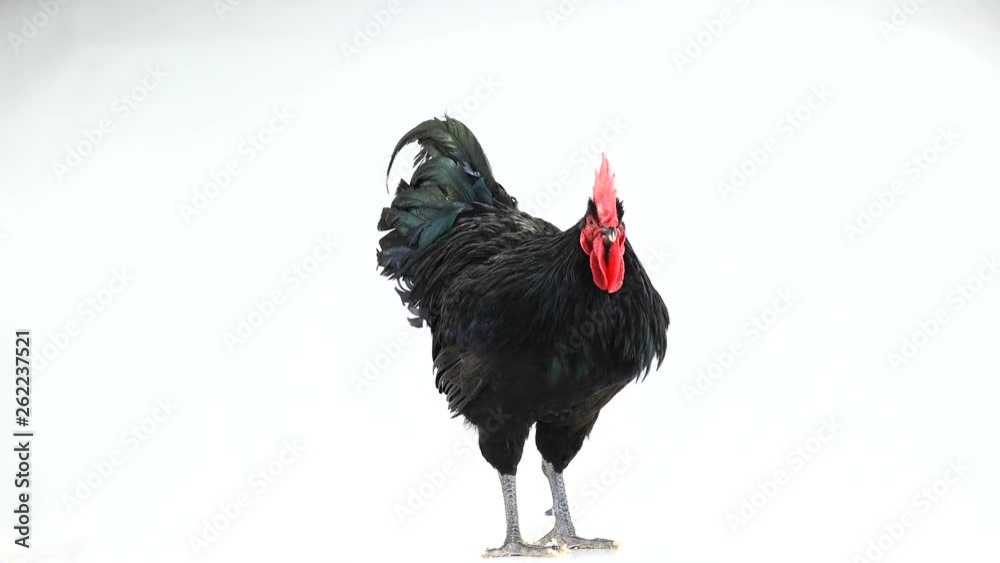 black rooster australorp (Gallus gallus) with dark green plumage ...
