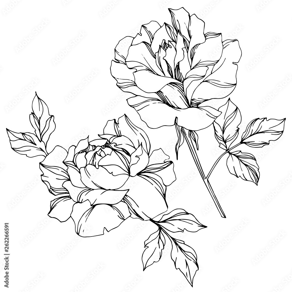 Vector Rose floral botanical flower. Black and white engraved ink art ...