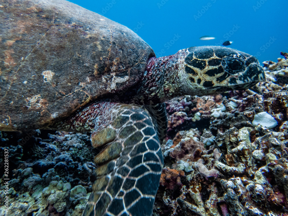 Hawksbill sea turtle swims in the coral reef searching for food. The ...