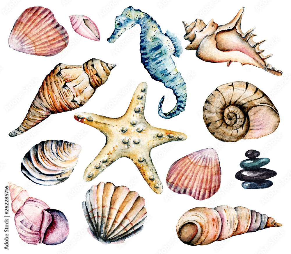 Beach Seashells Drawings