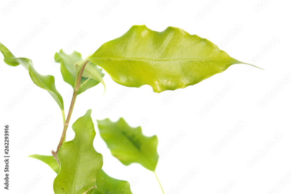 Branch of Ficus benjamina or Weeping Fig (cultivar Golden Monique) with ...