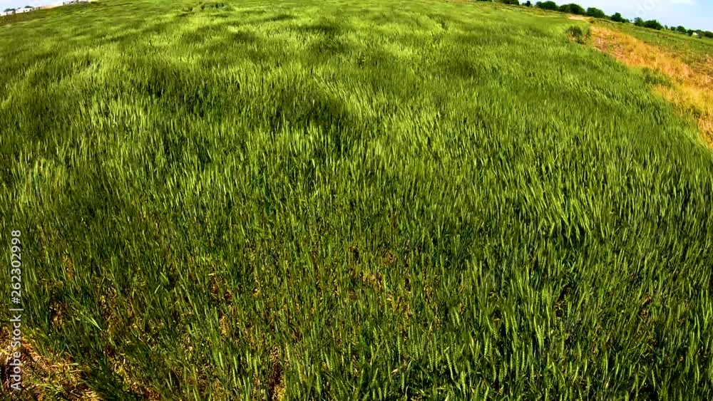 A wind blown field of freshly growing hay. Wind whipping the stalks as ...
