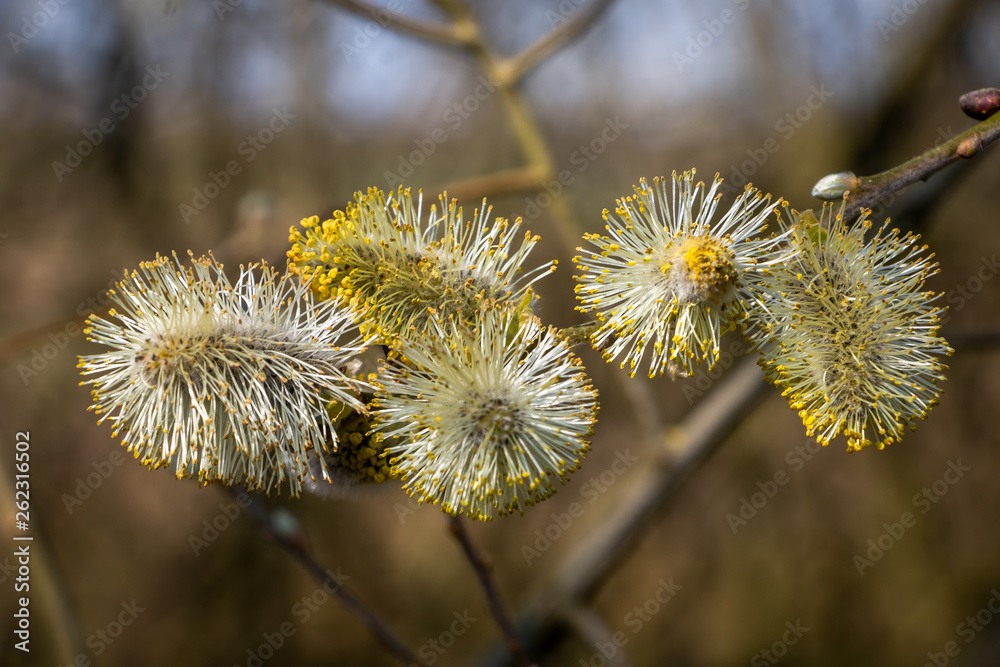 Live oaks produce male flowers called catkins that bloom in hanging ...