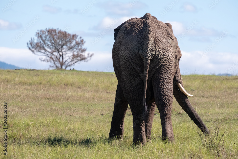 African elephant, photographed from the rear at Knysna Elephant Park in ...