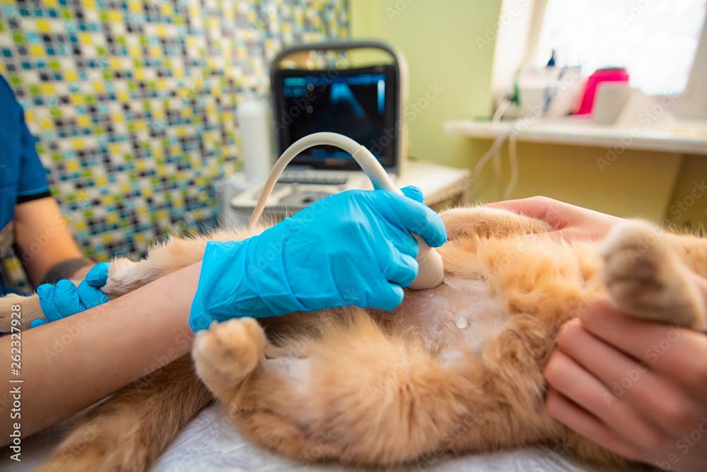 The doctor does an ultrasound examination of the cat's abdomen, an ...