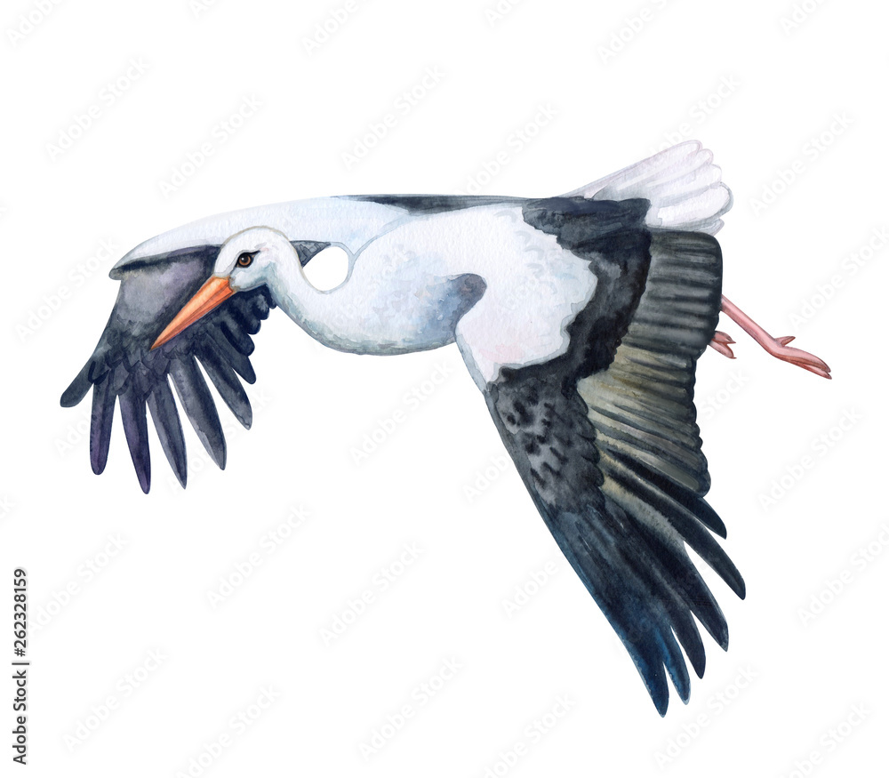 Stork Bird Drawing