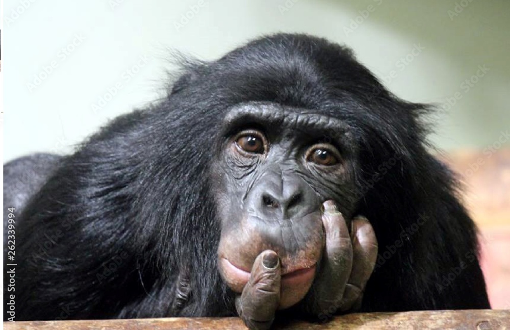 chimp chimpanzee common (pan troglodyte) chimp with sad face Stock ...