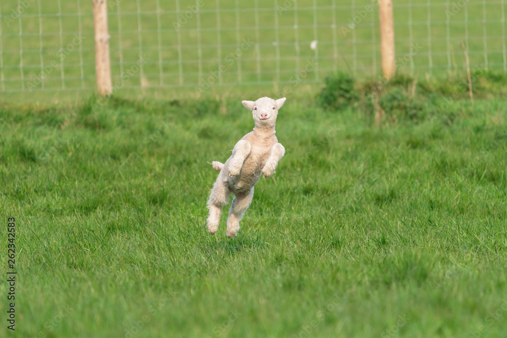 Lamb playing. Stock Photo | Adobe Stock